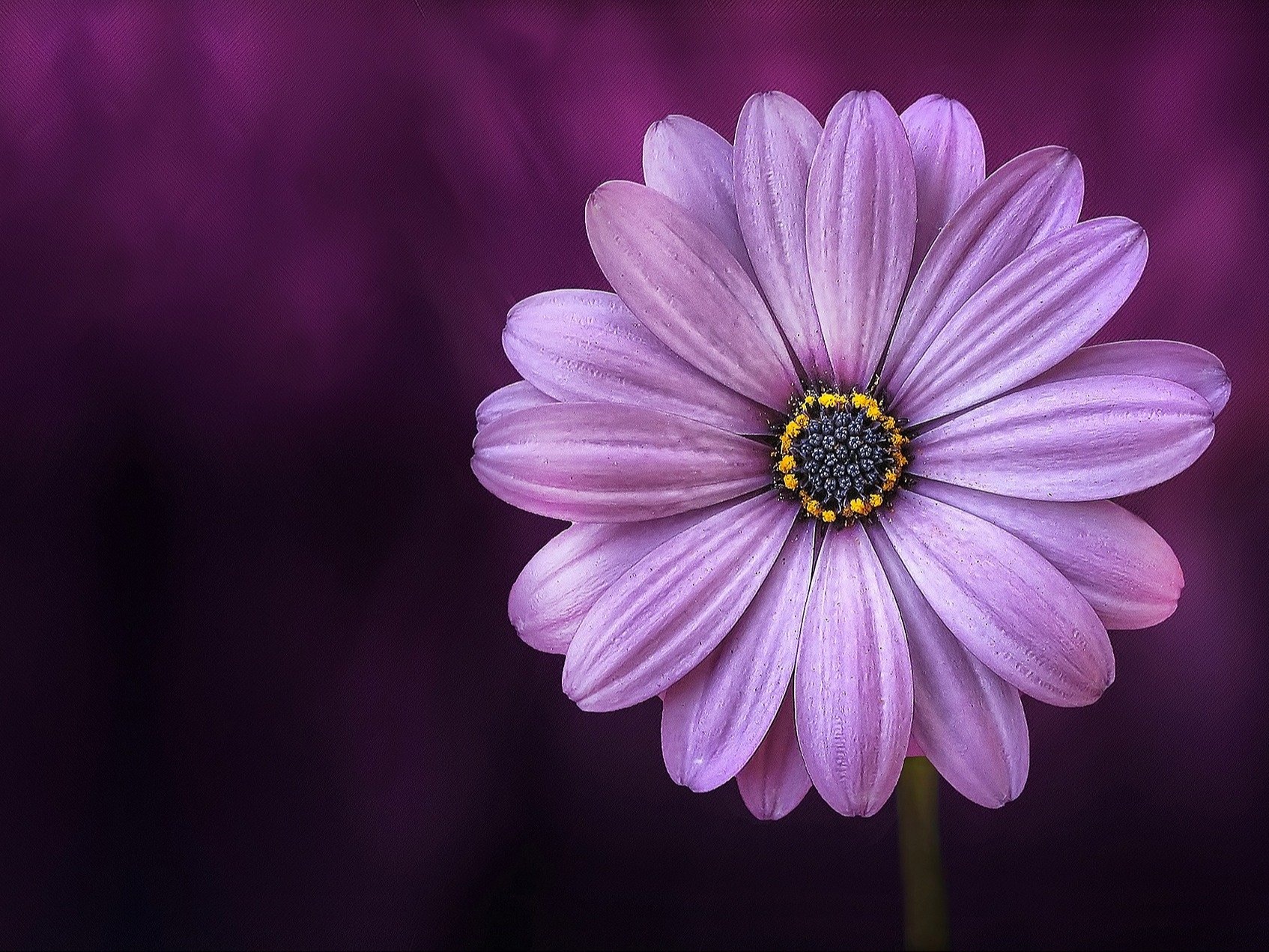 CSS Image Hover Effects